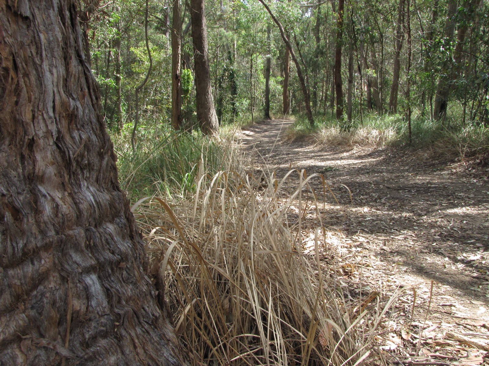 Brisbane Adventures: A bush photography class