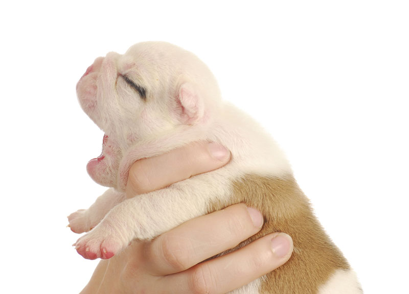 The dog in world: Newborn dogs lovely images