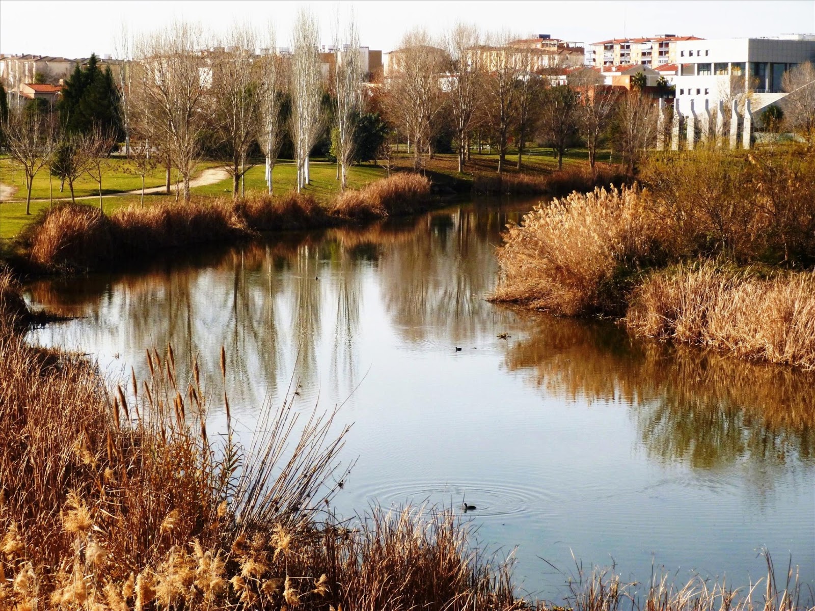 Eu photografei!: Rios de Água - Mérida - Extremadura - Espanha