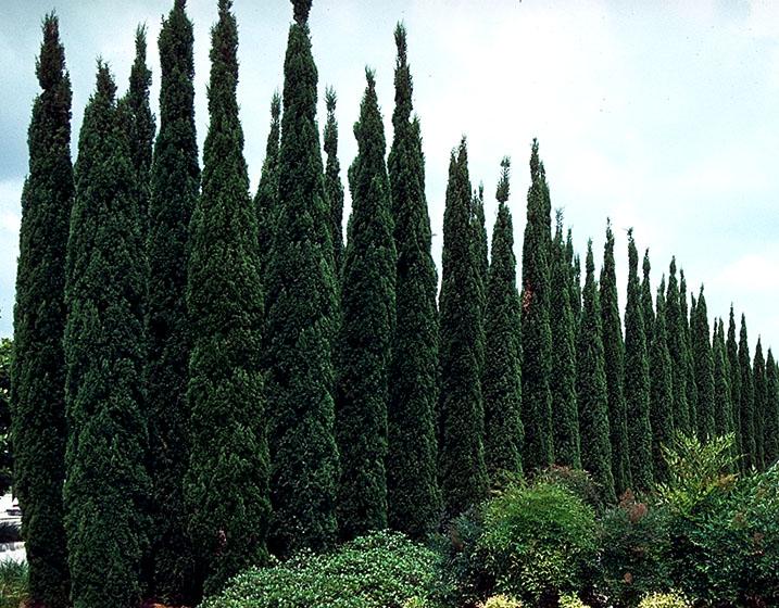 Tukang Taman | Jual Tanaman Hias | Bonsai | Palem | Bambu | Cemara ...