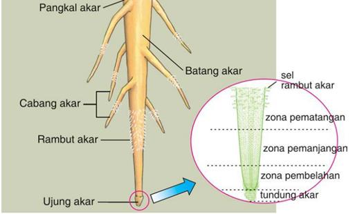 Jenis dan Modifikasi Akar - Klik Dodowi