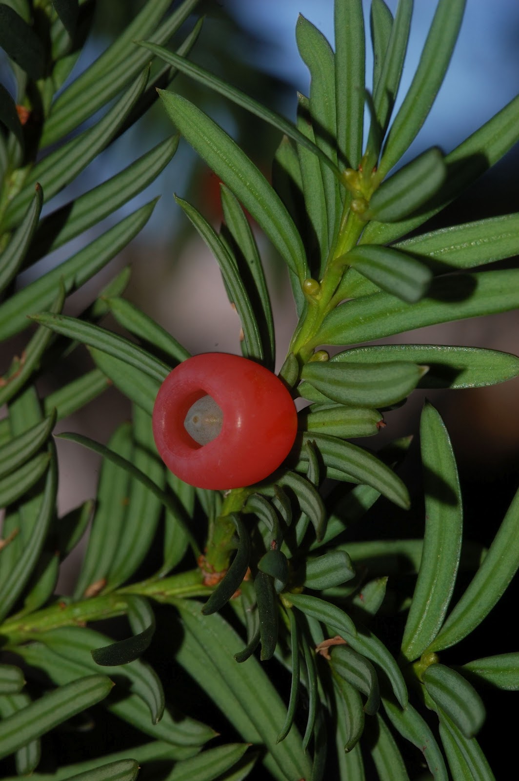 Natura jardín: El tejo (Taxus baccata)