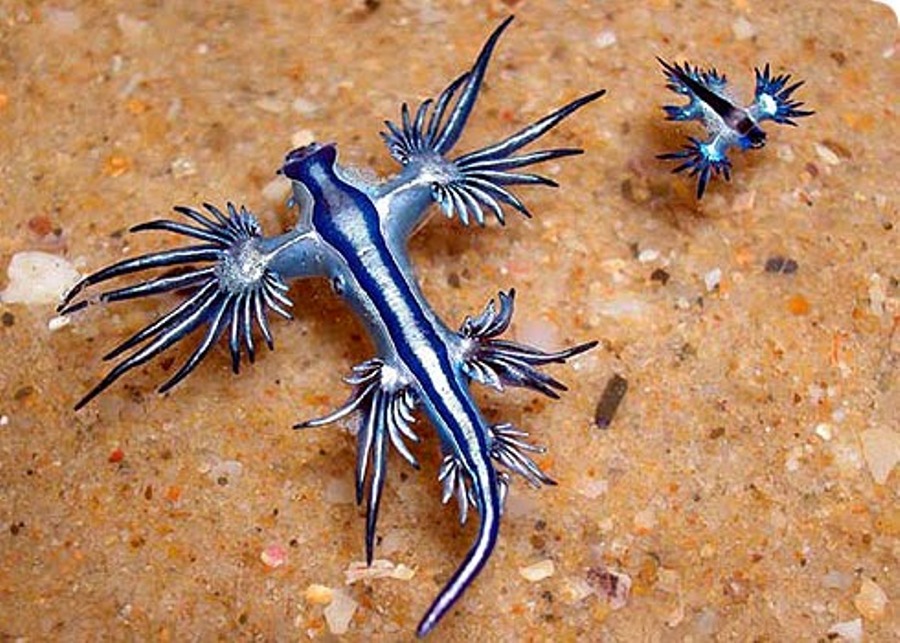 ΘΑΛΑΣΣΙΟ ΧΕΛΙΔΟΝΙ (GLAUCUS ATLANTICUS) photos - wallpapers (ανανεωμένο ...