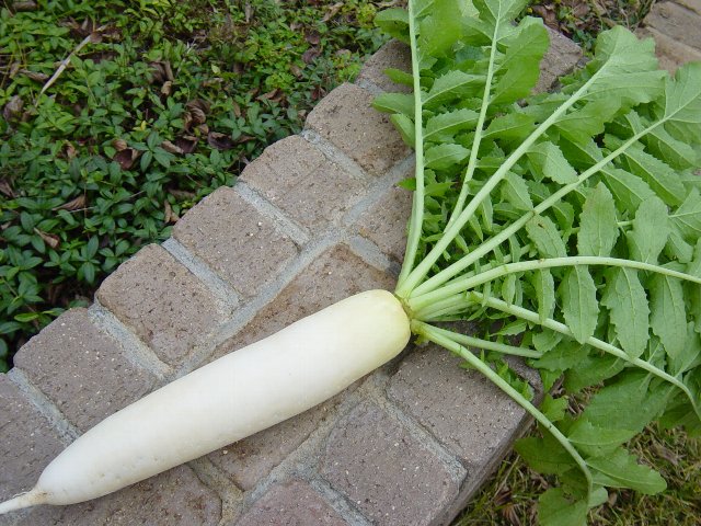 Daikon - Fruits And Vegetables