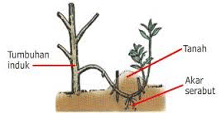 THE WORLD OF TREE: Layering Atau Merunduk