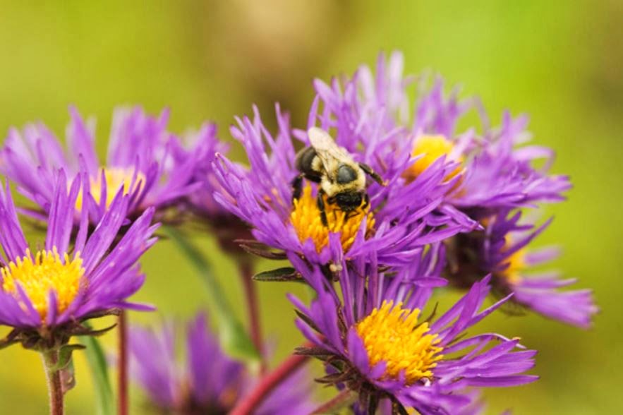 Missouri Beginning Farming: Plight of the Bumble Bee: Conserving ...