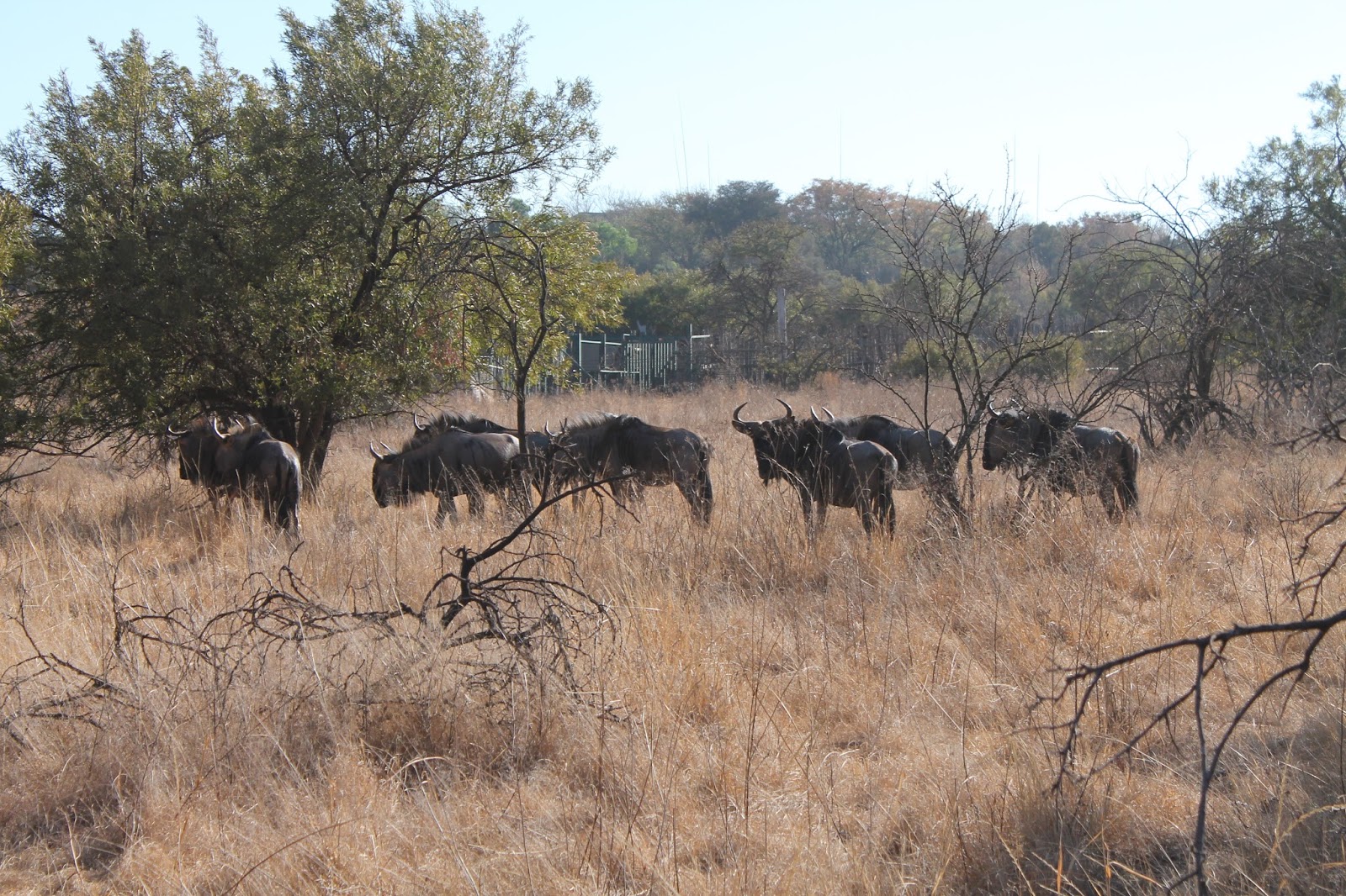 Welcome to the Snyder Life: Animal Interaction
