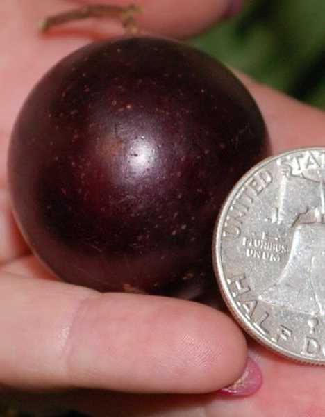 doubleREDapples: The World’s Largest Fruits