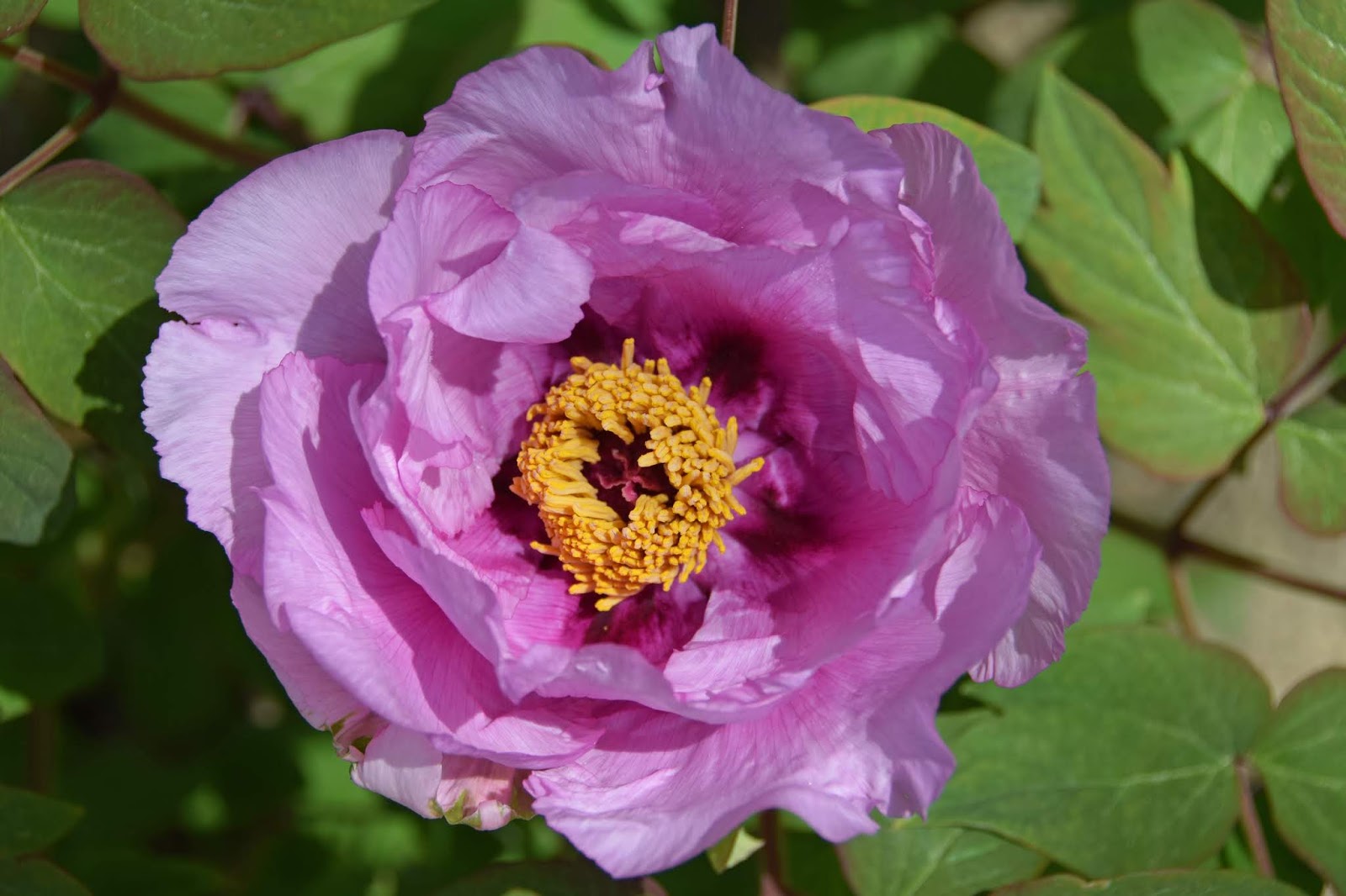 Southern Peony: 2018 Southern Peony Seedlings