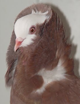 Mis amigas las palomas: Fotos palomas de raza