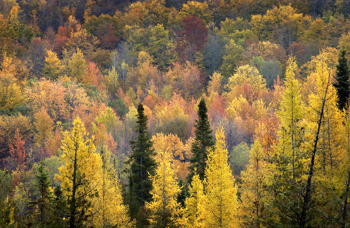 Michigan DNR seeks input on management of state forest land ...