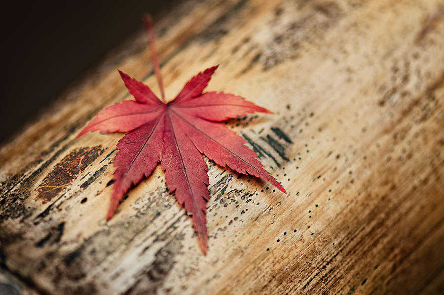 EnjOy yoUr LifE: Di bAlik keIndahan dauN mAple