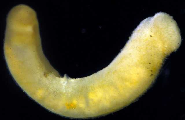 Aplacophora - Alchetron, The Free Social Encyclopedia