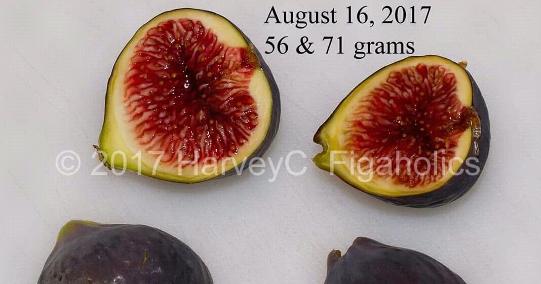 Italian 258 Fig - Var Tin