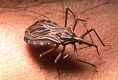 Maladie de Chagas dans la vallée du Rio Grande du Texas aux Etats-Unis ...