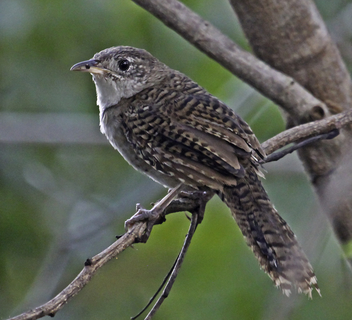 Zapata wren - Alchetron, The Free Social Encyclopedia