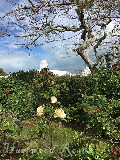 Hartwood Roses: Beautiful Bermuda