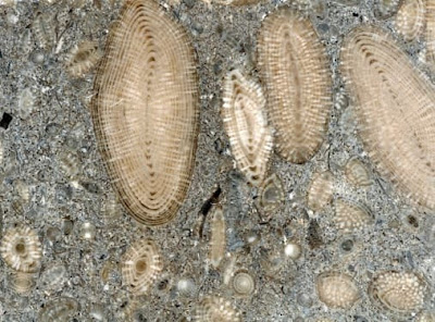 Microfósiles: Nummulites. Práctica virtual de Paleontología