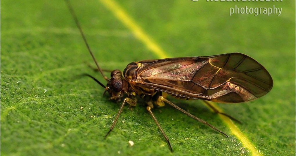 INSECTOS DE P.R. In Memoriam Dr Luis F Martorell y Dr Alain Liogier ,DR ...