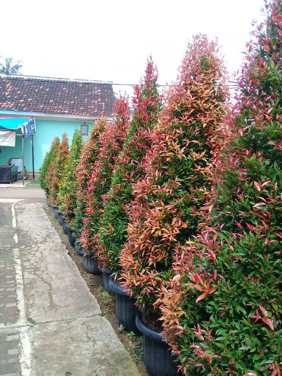 Harga Tanaman Pucuk Merah Berbagai Ukuran - JUal Pohon Pucuk Merah