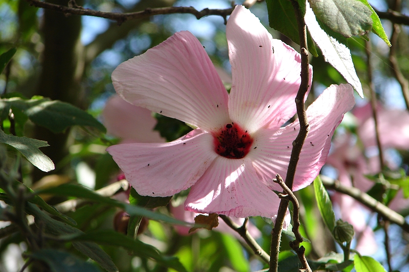 Snap Happy Birding: Native Hibiscus aka Native Rosella