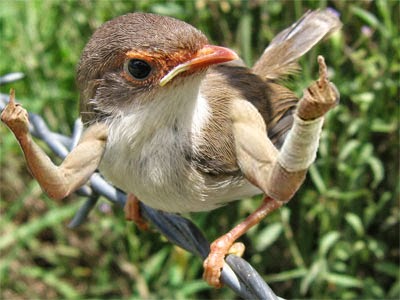 Galerías de Exóticos