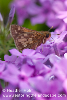 Restoring The Landscape With Native Plants: Pollination of Prairie ...