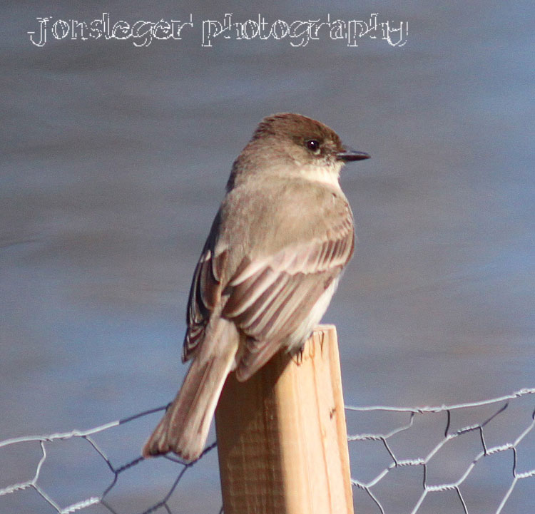 Northern Illinois Birder: Eastern Phoebes, March migration to Northern ...