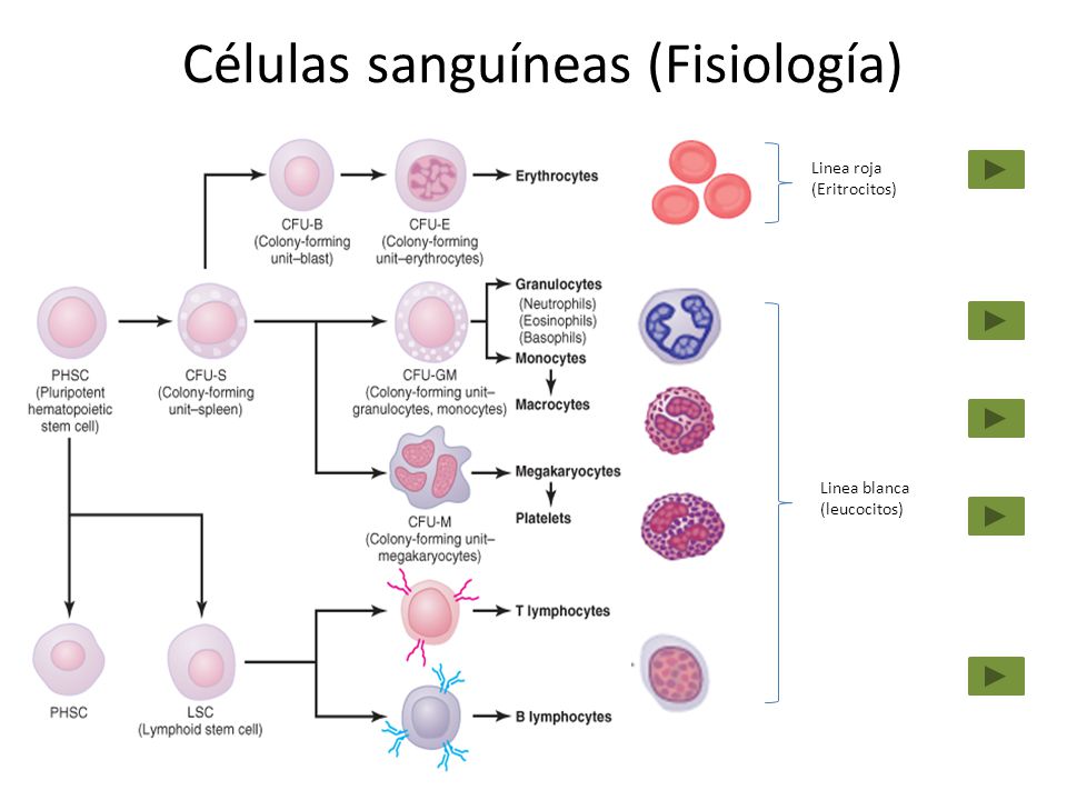 fisiologia: Leucocitos e Inflamación