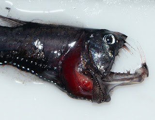 Pacific Viperfish - Fishes World - HD Images & Free Photos