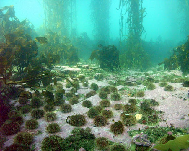 Eating Chilean: Eating Chilean Erizos, Sea Urchins