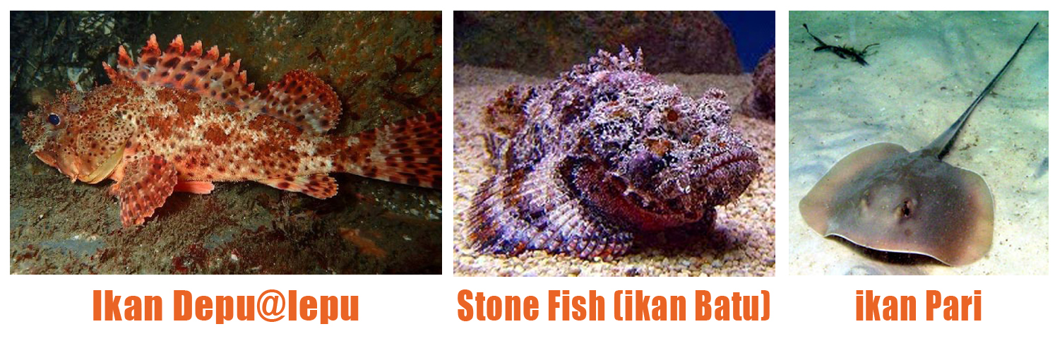 SamLusuh_LORAS@Lusuh_Adventure: Kehidupan Marin Yang Berbisa