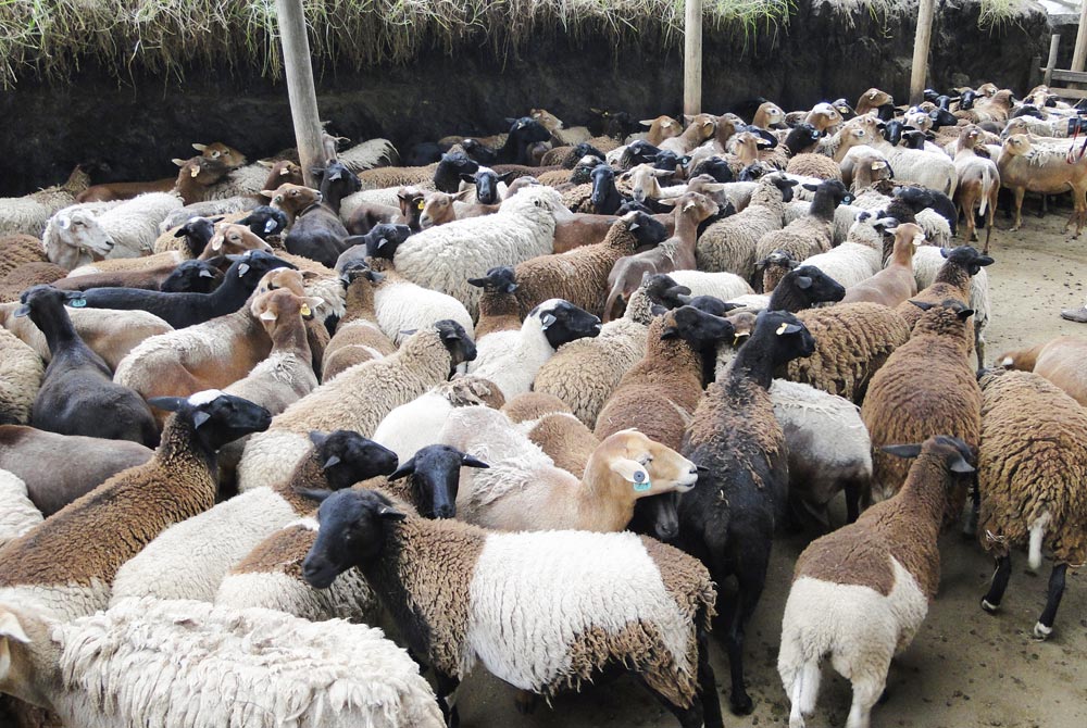 El mundo del Ovino Criollo