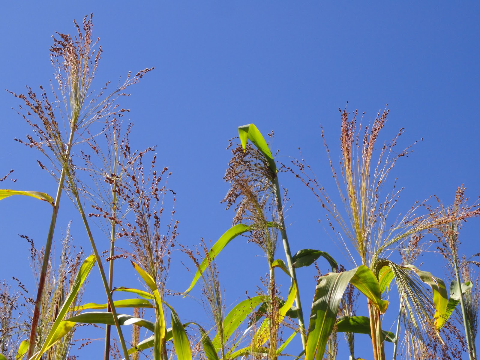 Mustang Dreams....: Broom Corn...more than just making brooms...