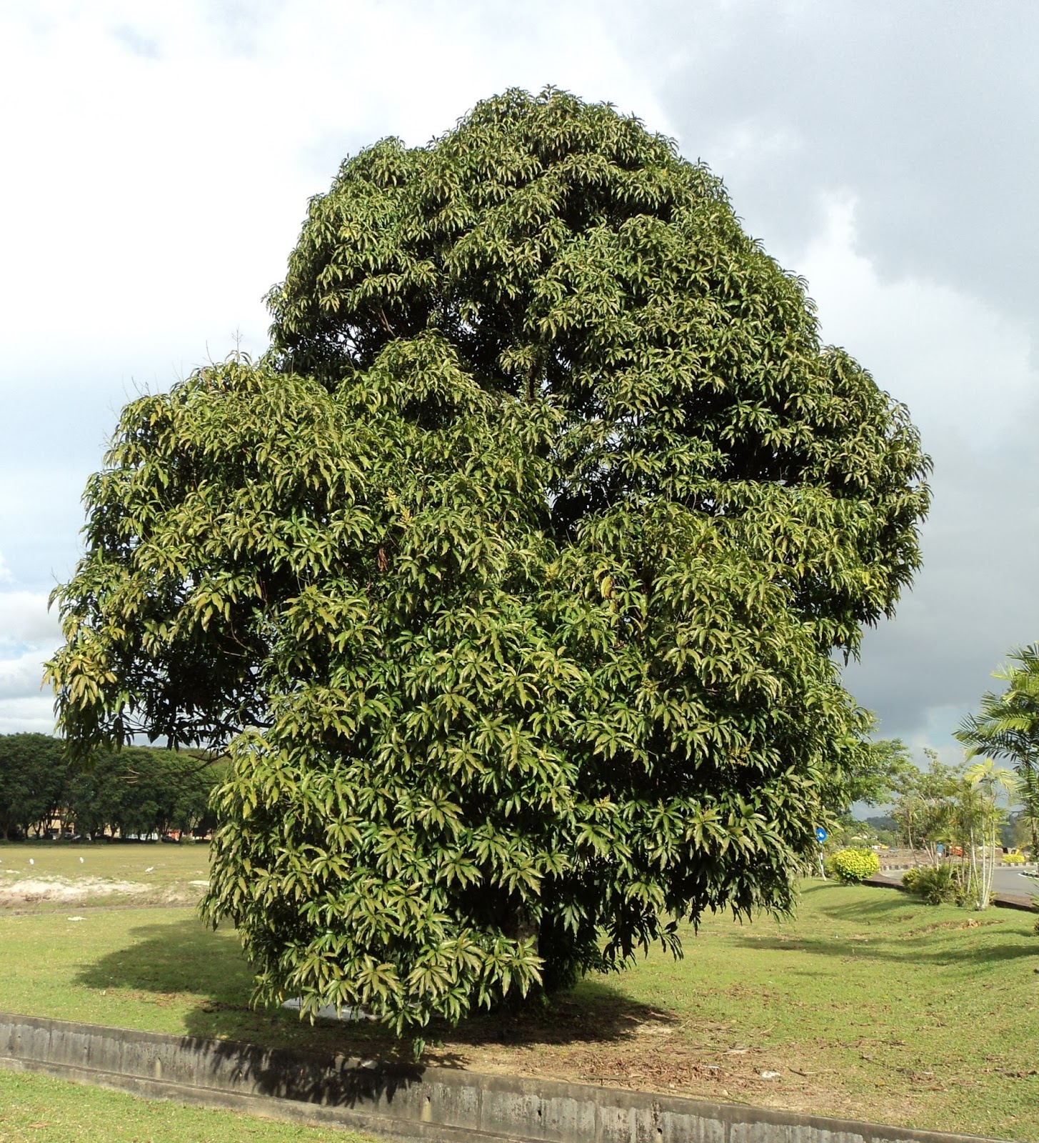 my BINTULU HISTORY ...3rd Ed.