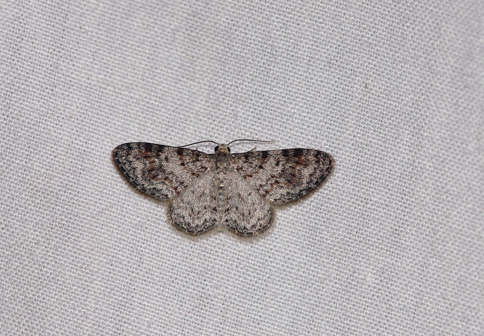 Field Biology in Southeastern Ohio: More Moths