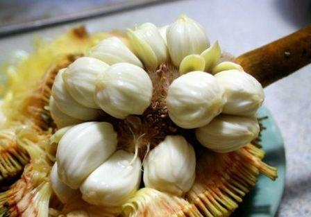 Manfaat Buah Terap untuk Kesehatan ~ Manfaat Buah