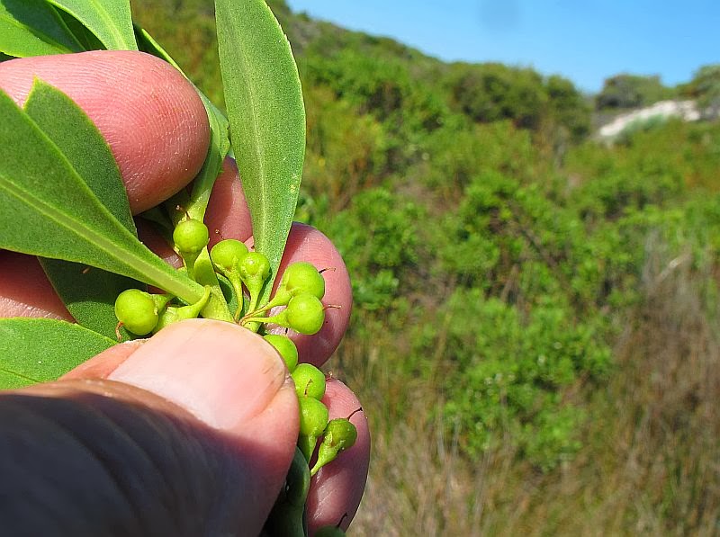 Esperance Wildflowers: Myoporum insulare - Boobialla
