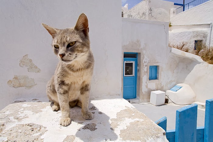 Greek Aegean Cat | Cute Cats