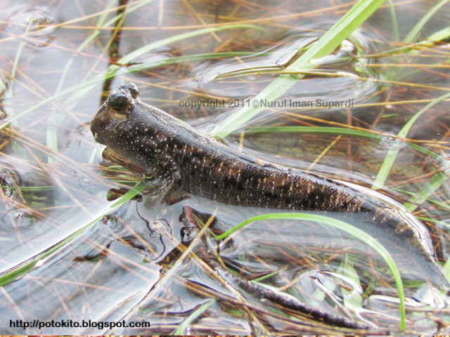 Gallery of Bengkulu - Indonesia: Mudskipper (Periophthalmus ...