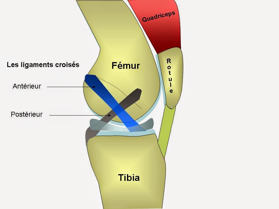 Le blog du GERAR: Les ligaments du genou croisent les avis du GERAR ...