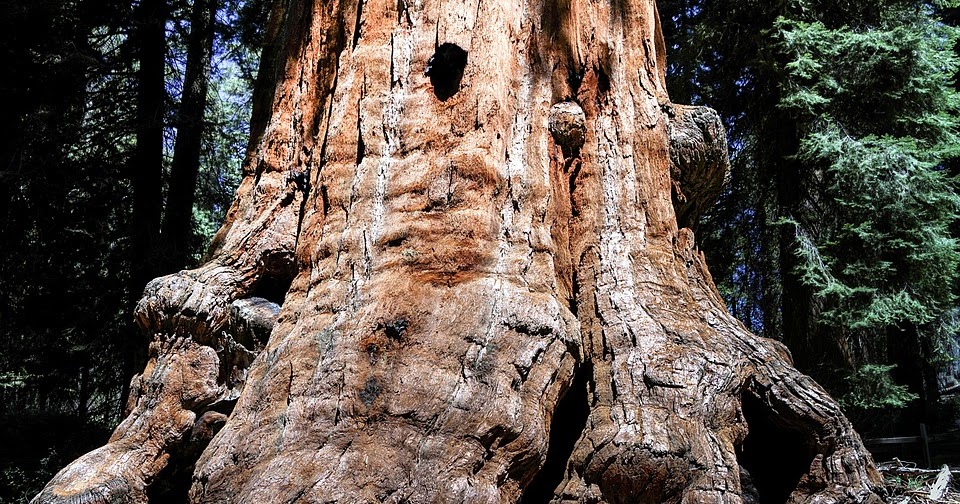 Sequoia sempervirens «secuoya» - Id Plantae