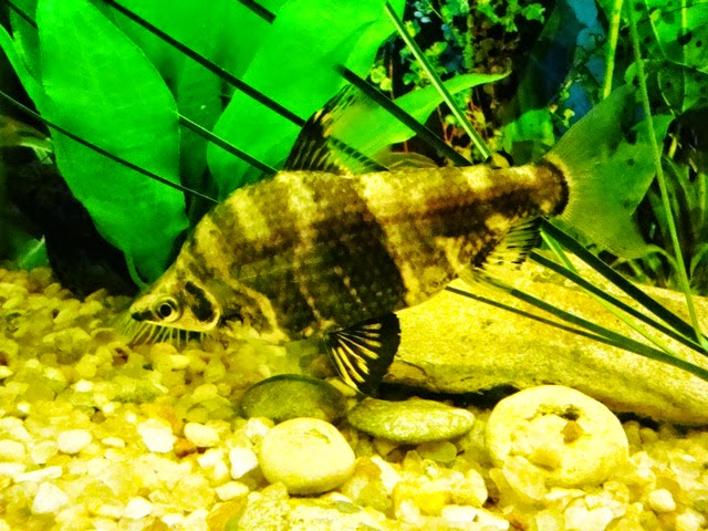 HEADSTANDER FISH photos - wallpapers | the fun bank