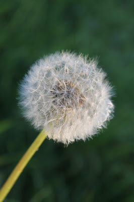 Pappus, sur Clematis