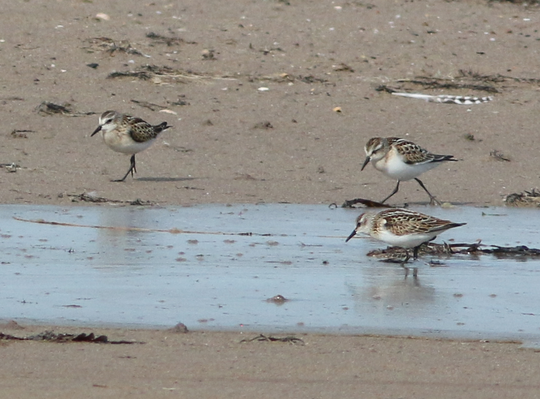 Kerry Birding: Little Stint trio, Derrymore