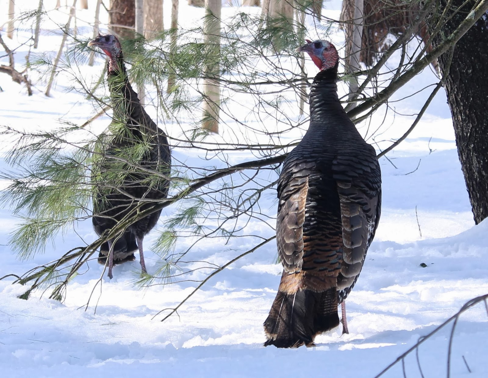 Cáceres al natural: WILD TURKEYS IN NEWTON - BOSTON