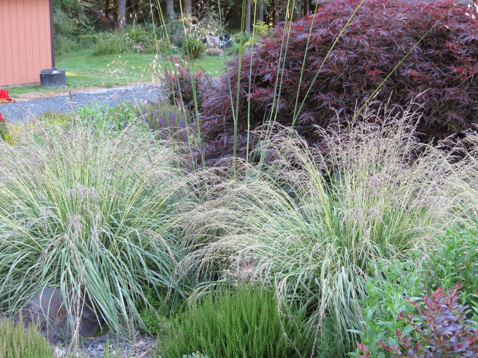 Molinia caerulea 'Variegata' is my favorite plant in the garden, this ...