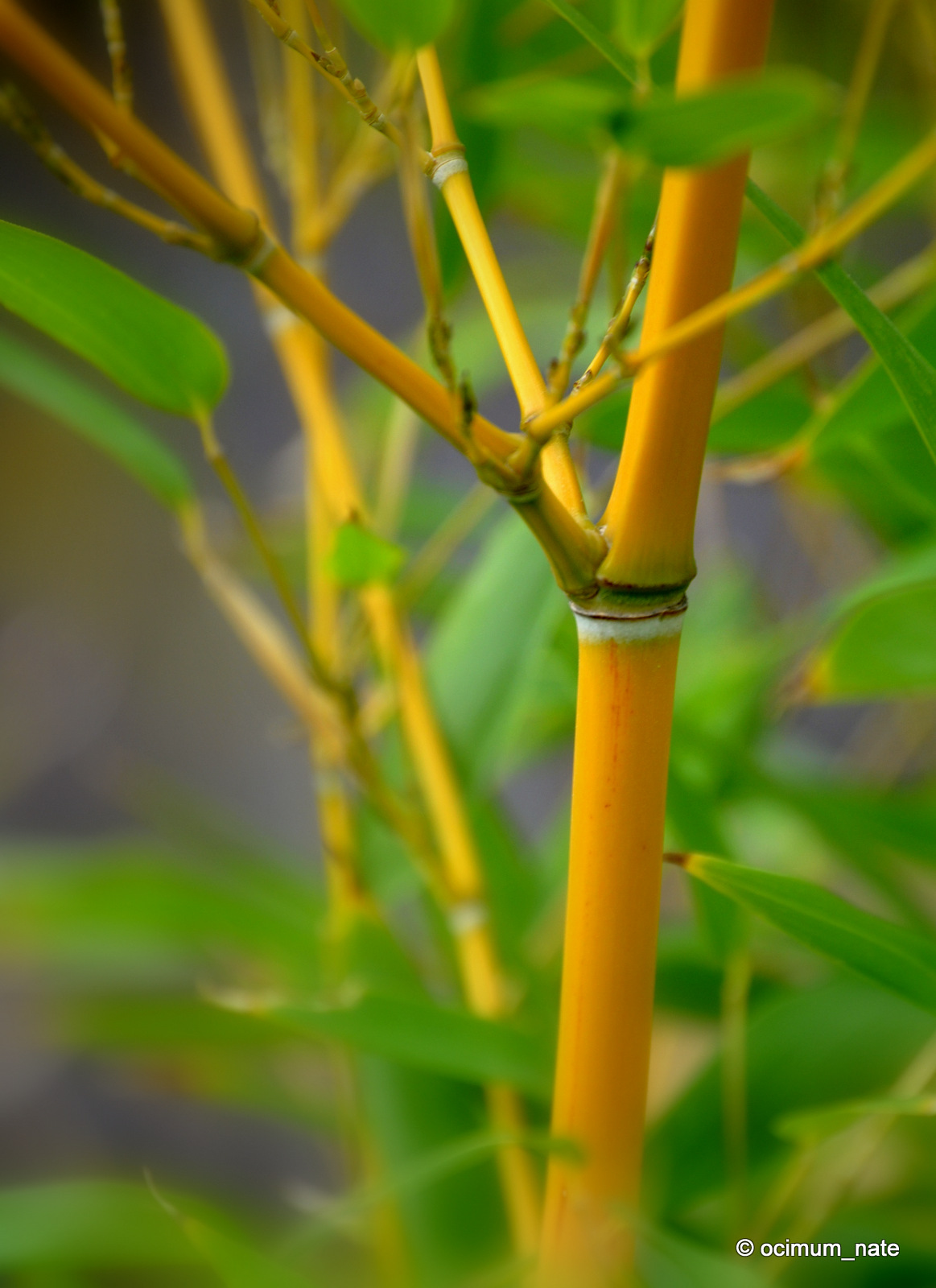 Bamboo Geek: Amazing bamboo photography by Nate Abbott