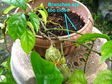Practical Gardening: Air Layering Marcots in Crowded Branches (Nong ...