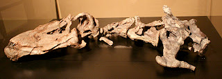 Louisville Fossils and Beyond: Apatosaurus Skull/Vertebrae Fossils
